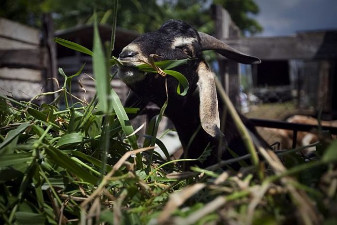 Jamaica government to establish Goat Islands wildlife sanctuary ...